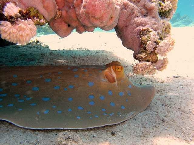 Red Sea and Sinai | Red Sea Facts | Red Sea History