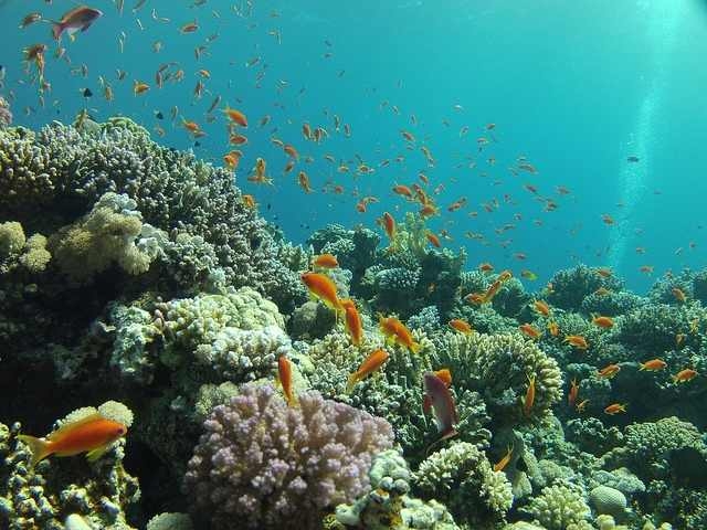 Red Sea | Red Sea Egypt | Red Sea Facts