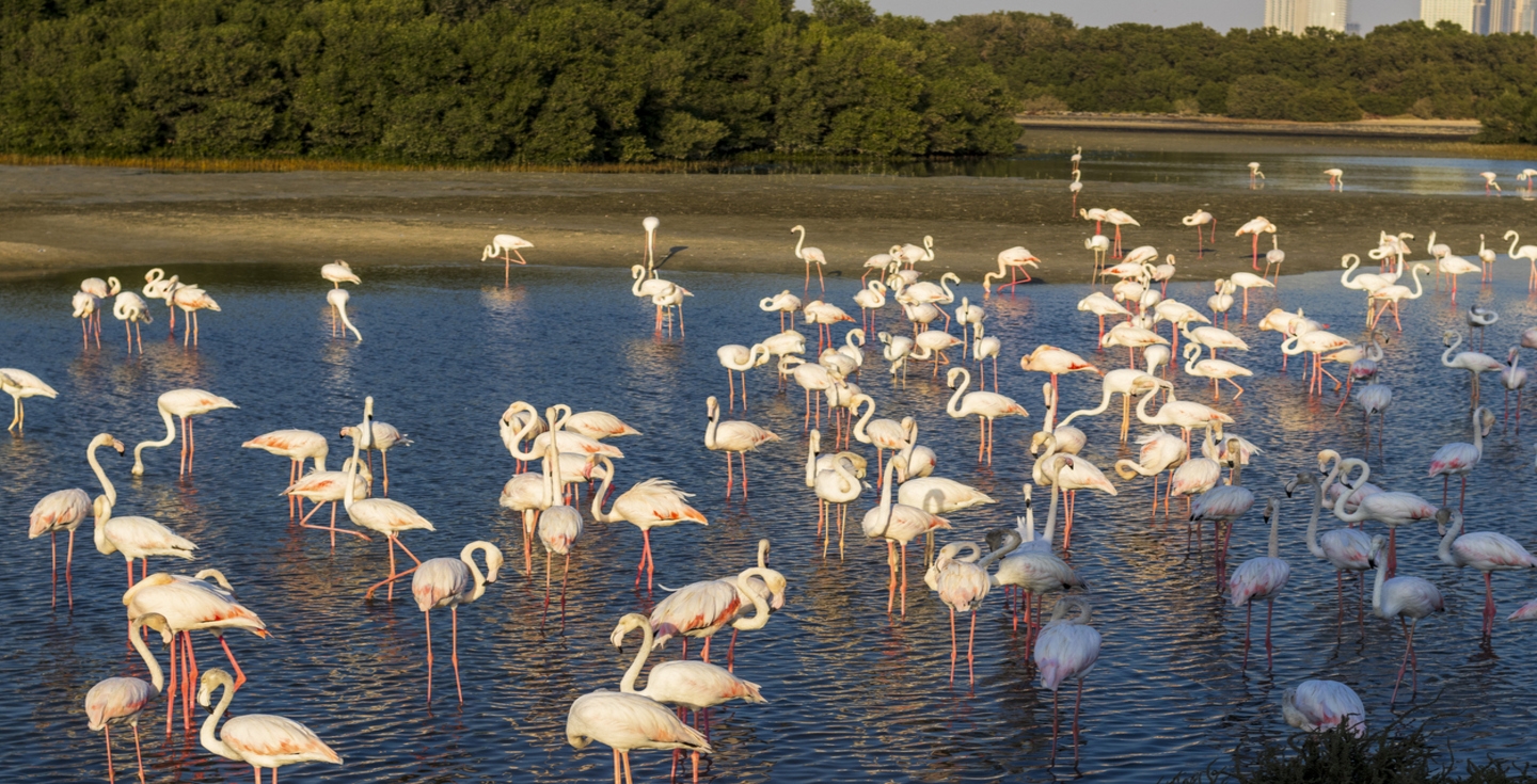 Ras Al Khor Dubái | Flamingo park | EAU
