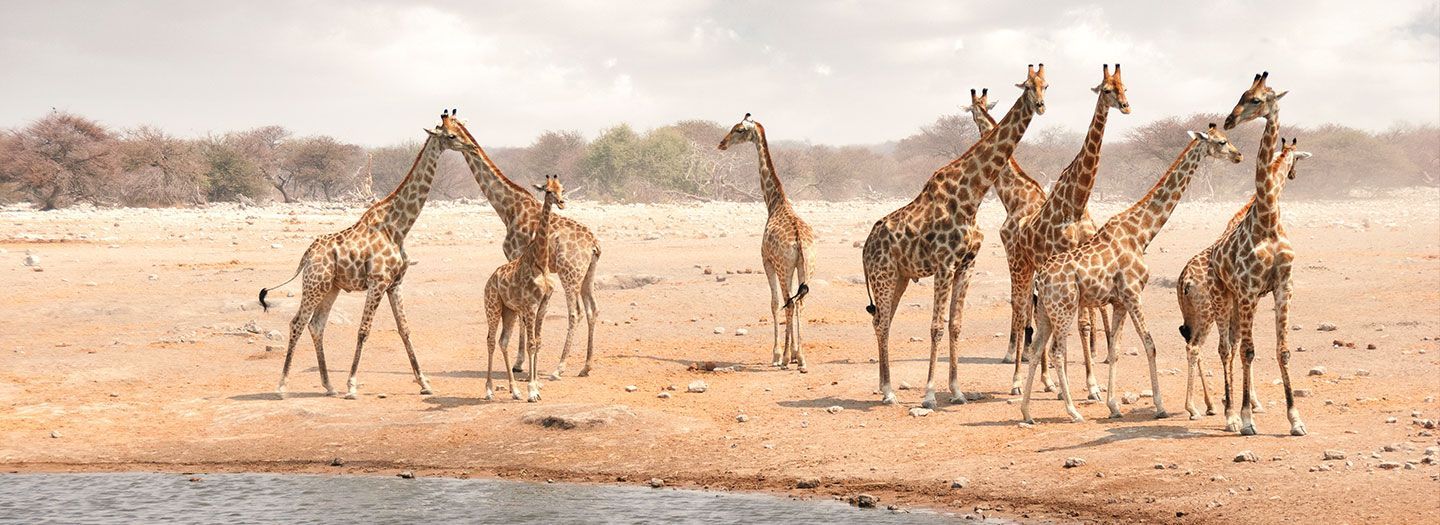 safari afrika | afrika safari urlaub
